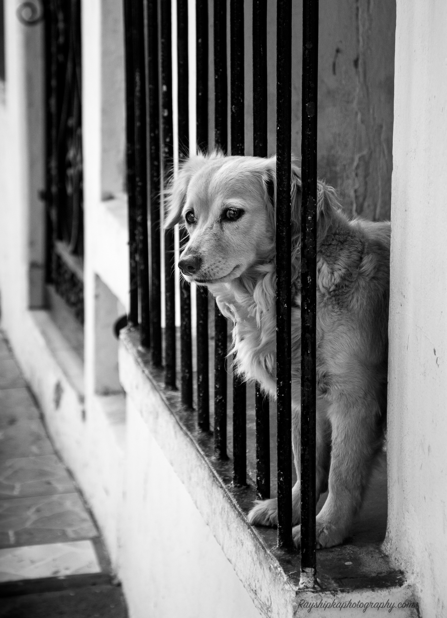 Street Watcher | Ray Shipka photography