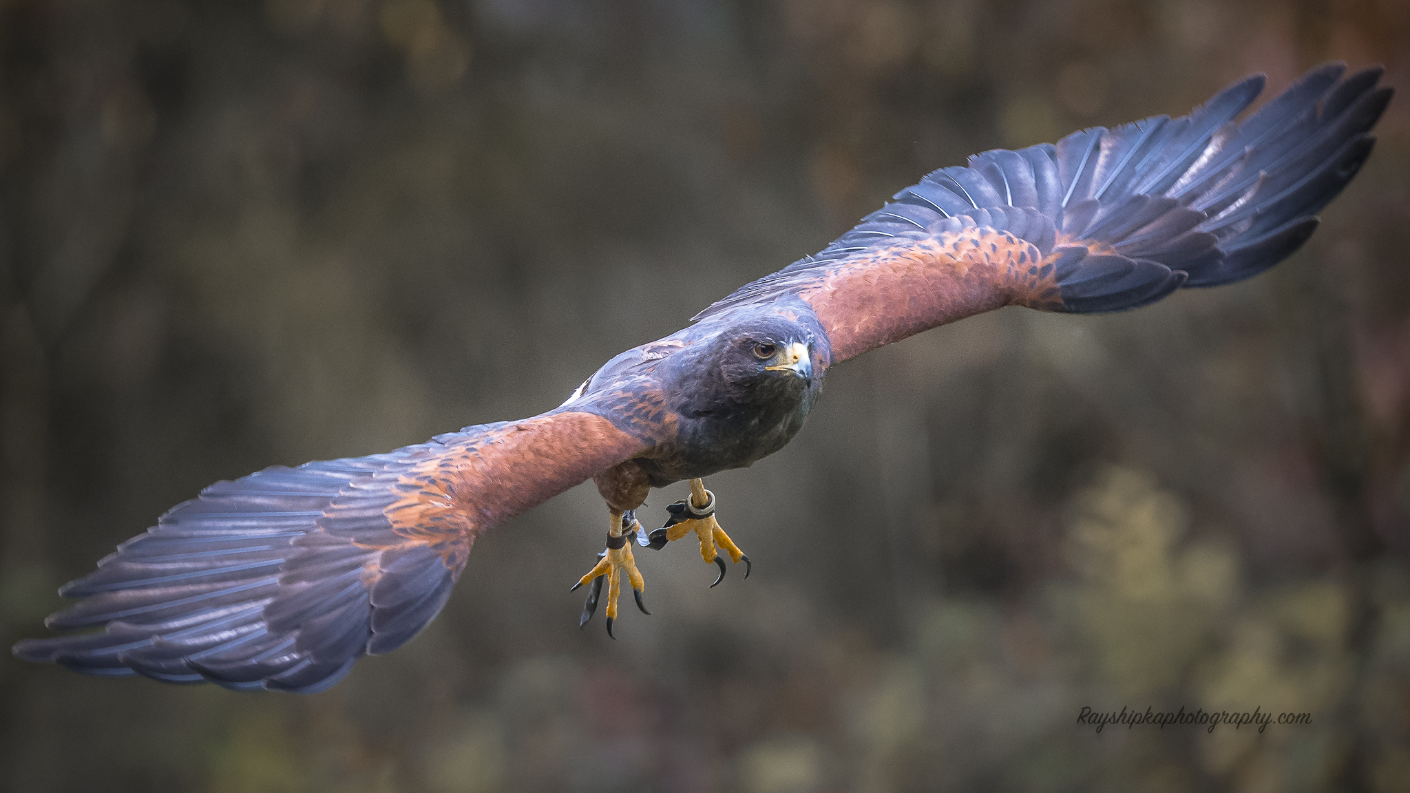 Training Day | Ray Shipka photography