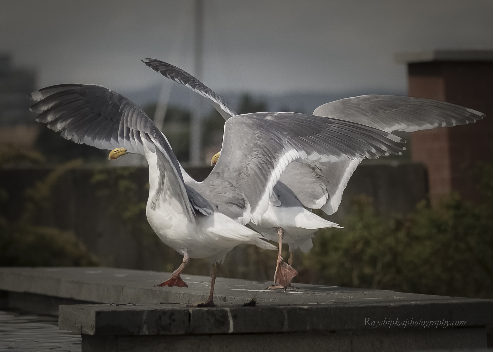 Water Yard Runners. | Ray Shipka photography