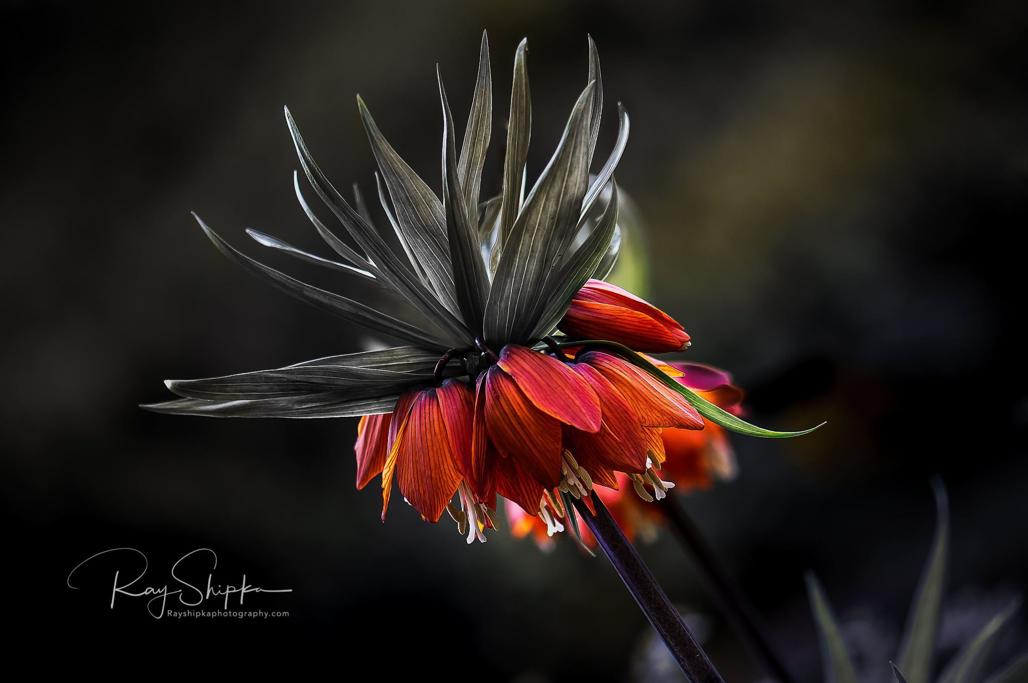 The Beauty of Simplicity | Ray Shipka photography