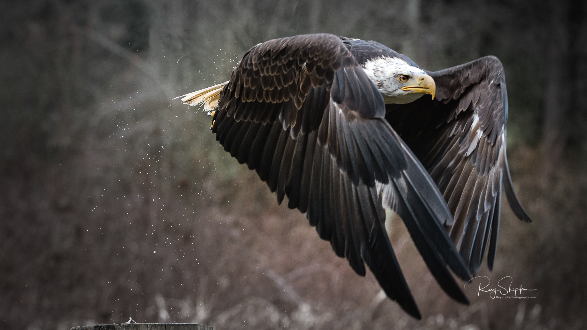 Breathless | Ray Shipka photography