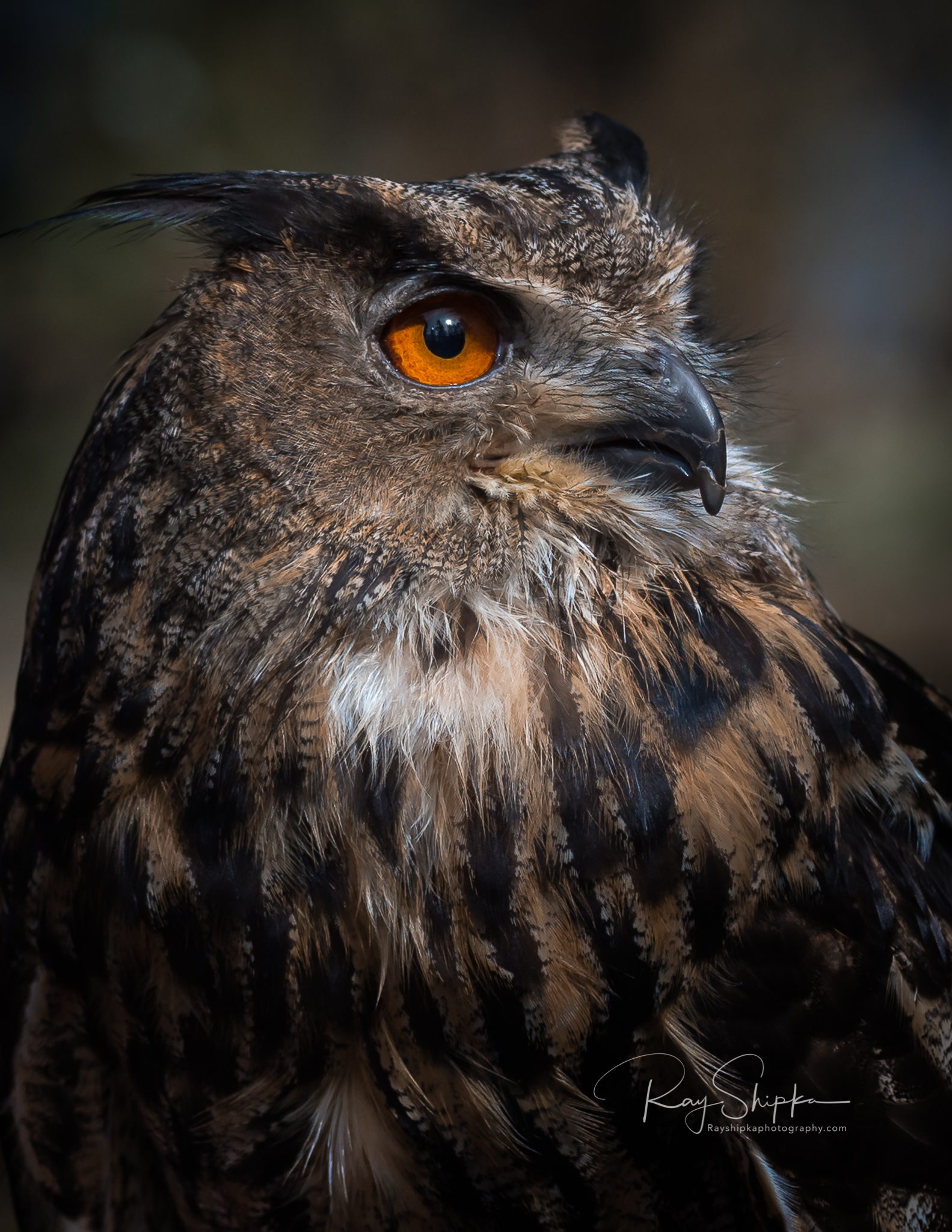 King of Kings | Ray Shipka photography