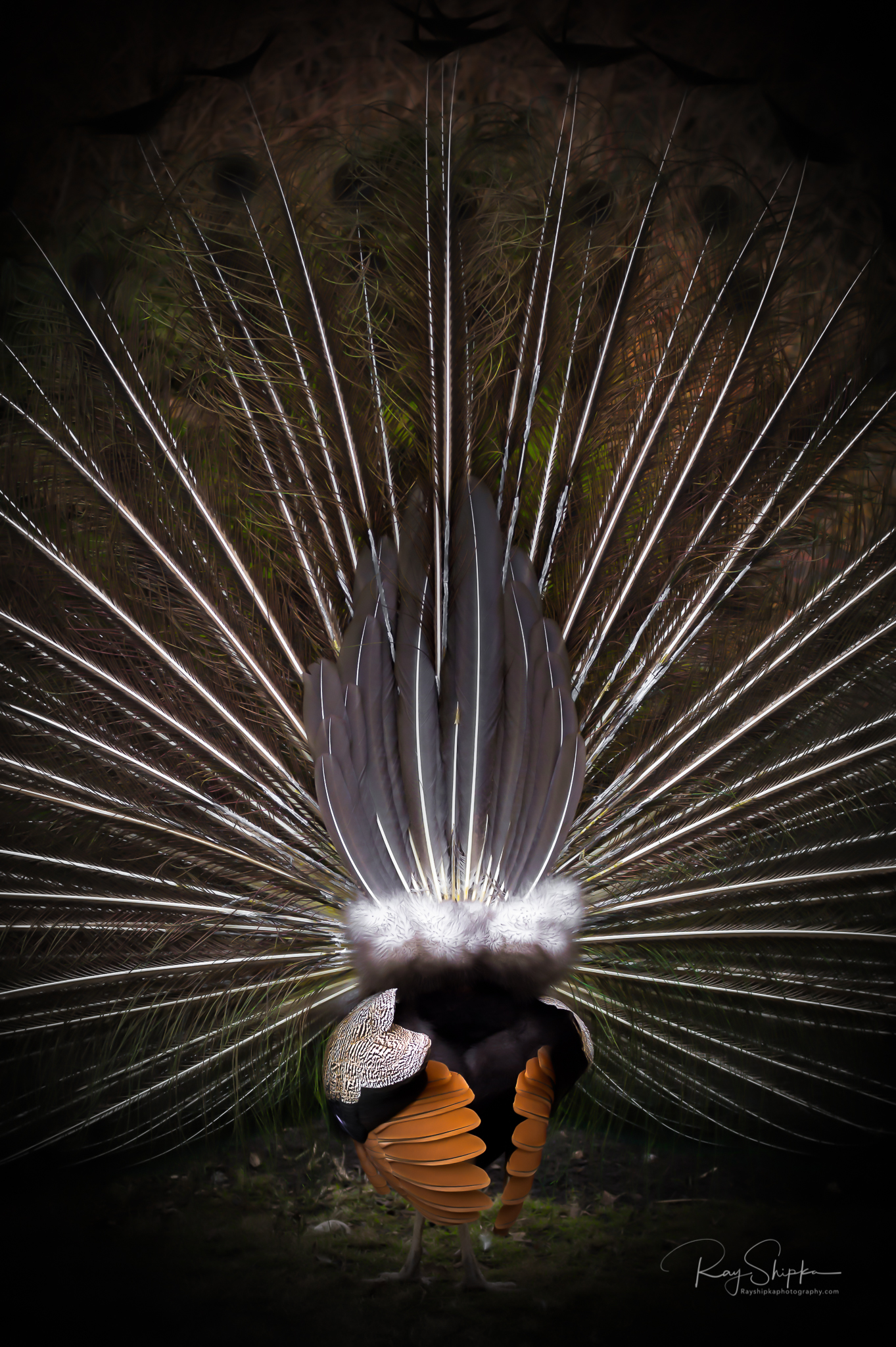 In the eyes of the beholder. | Ray Shipka photography