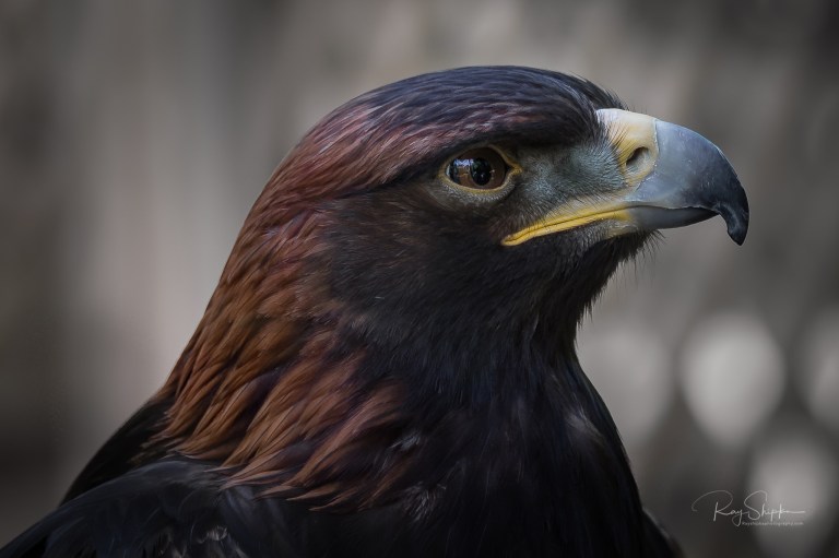 Ray Shipka photography | Into the light