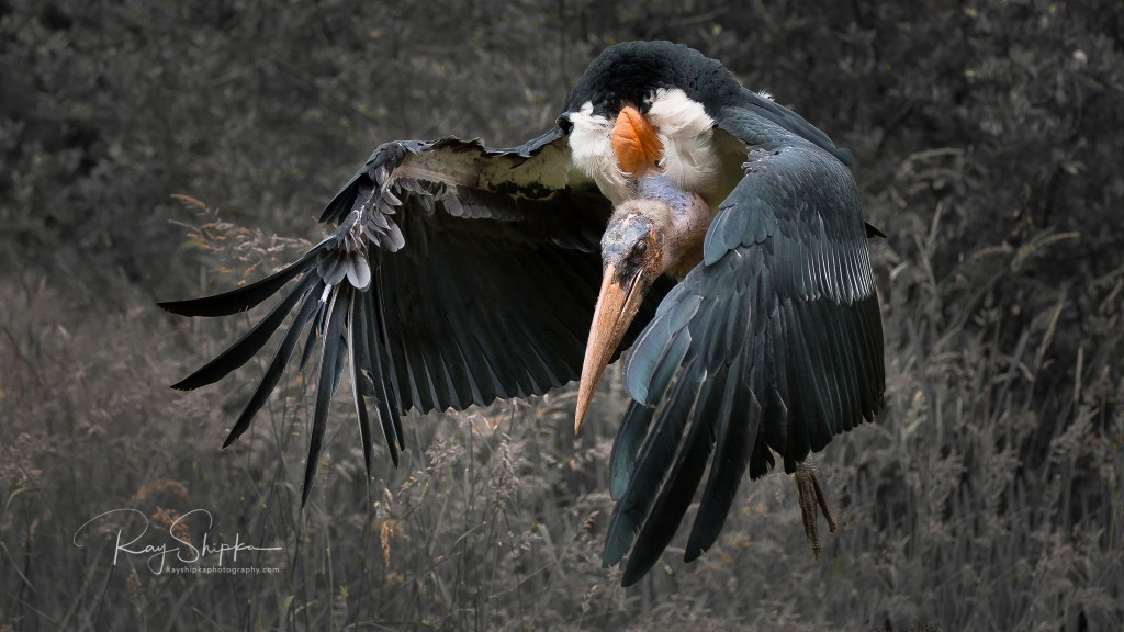 Ray Shipka photography | Into the light