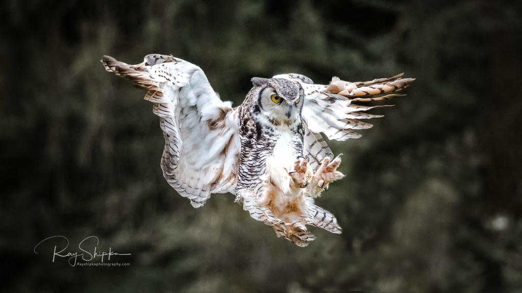 Ray Shipka photography | Into the light