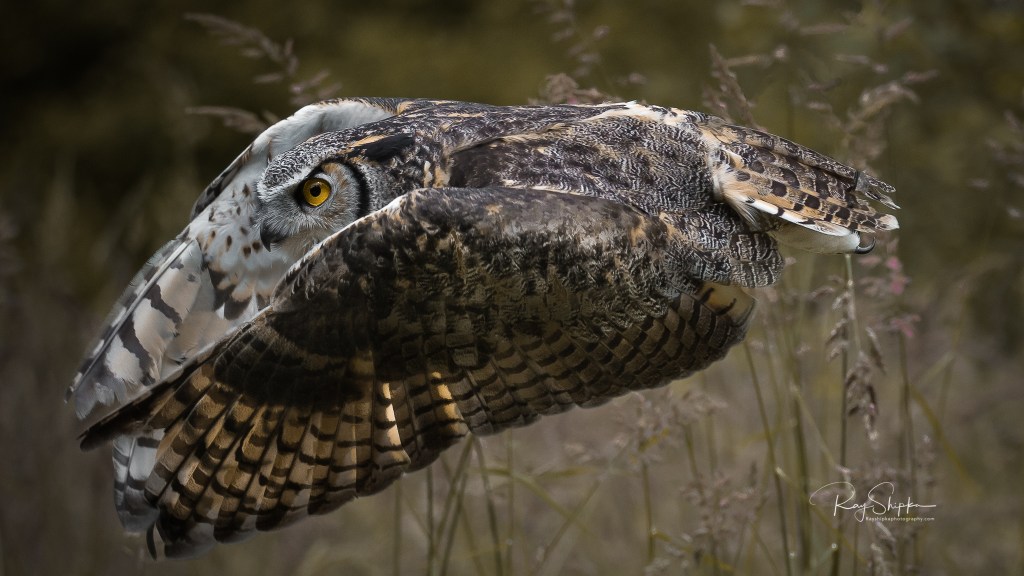 Ray Shipka photography | Into the light