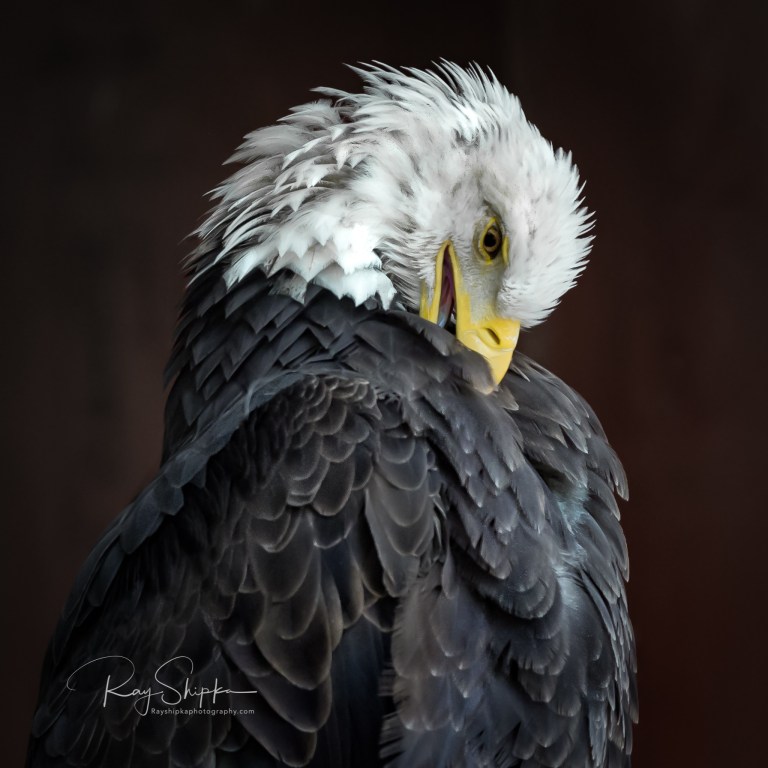 Ray Shipka photography | Into the light