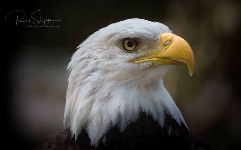 Ray Shipka photography | Into the light