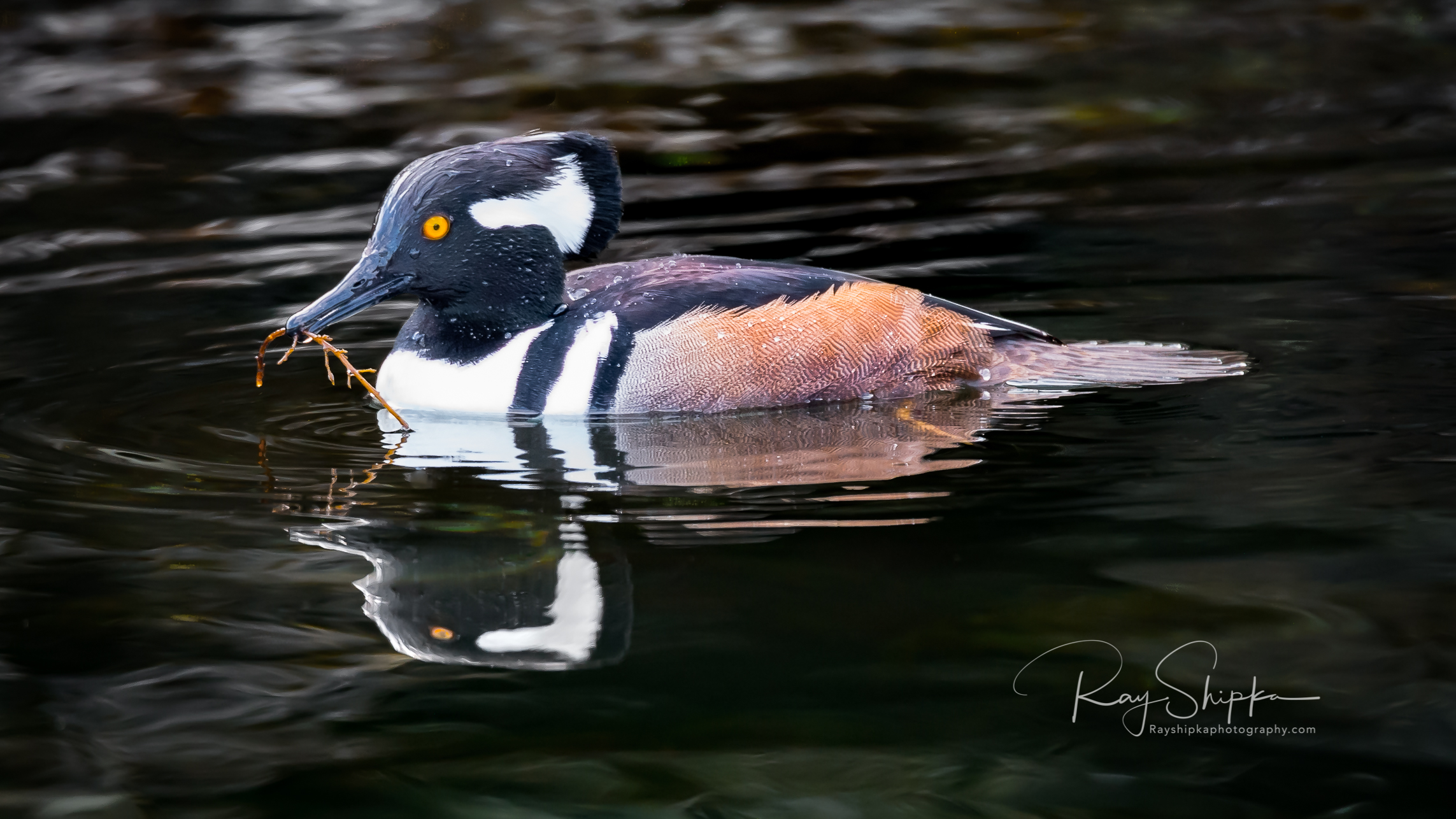 Pic of the Day | Ray Shipka photography