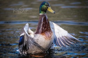 Ray Shipka photography | Into the light